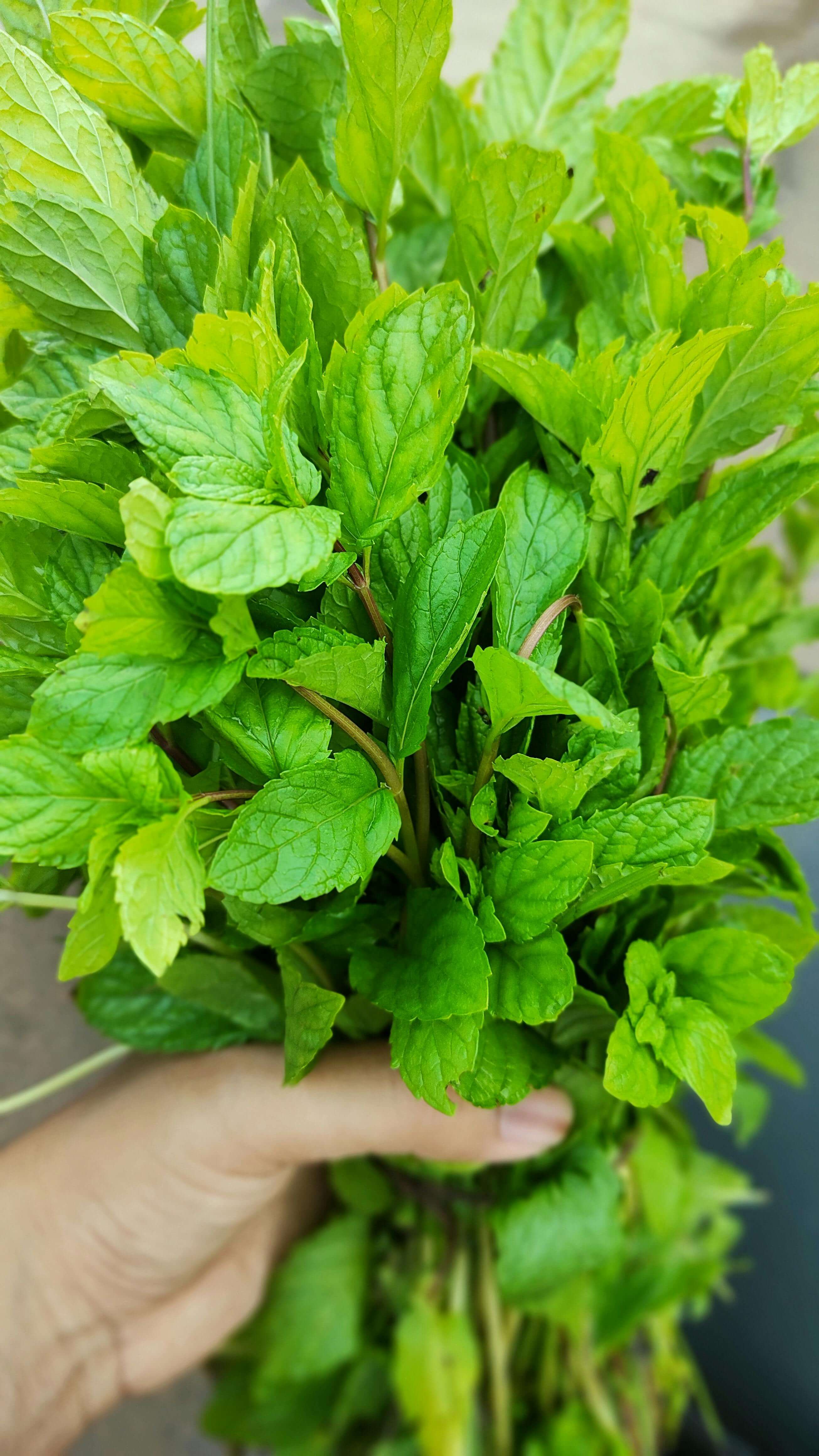 Peppermint Essentials: Refresh and Revitalize | Sparoom